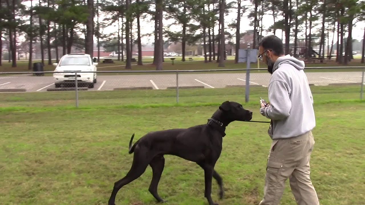 An introduction to remote collars- low level remote collar training ...