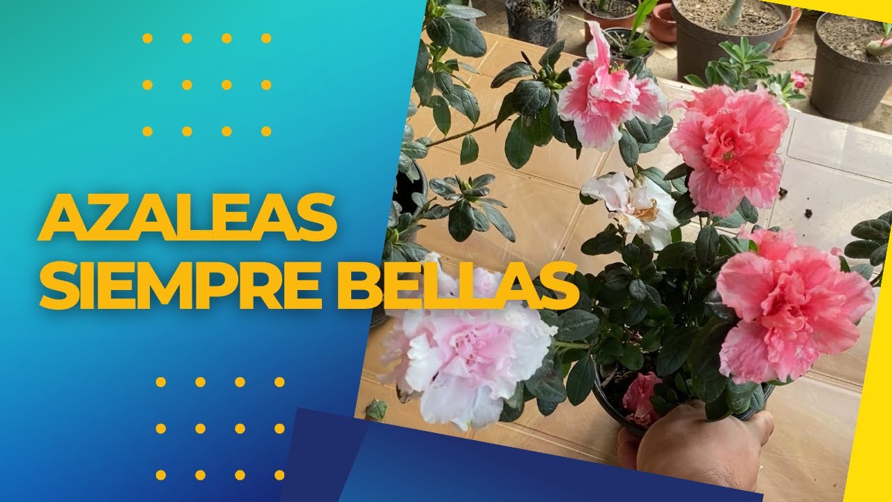 LA MEJOR FORMA DE CUIDADAR AZALEAS PARA QUE ESTEN LLENAS DE FLORES - YouTube