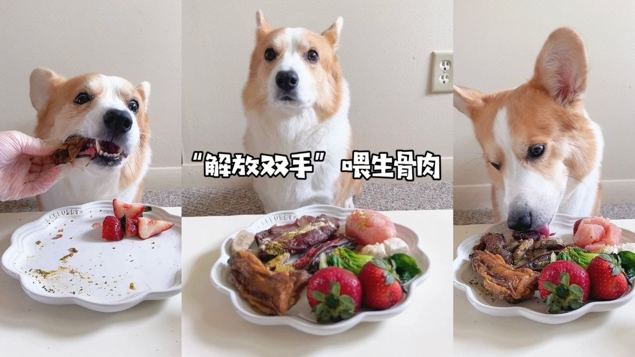 Corgi's Raw Feeding Meal | Pudding: It's Great to Eat Meat on My Own ...