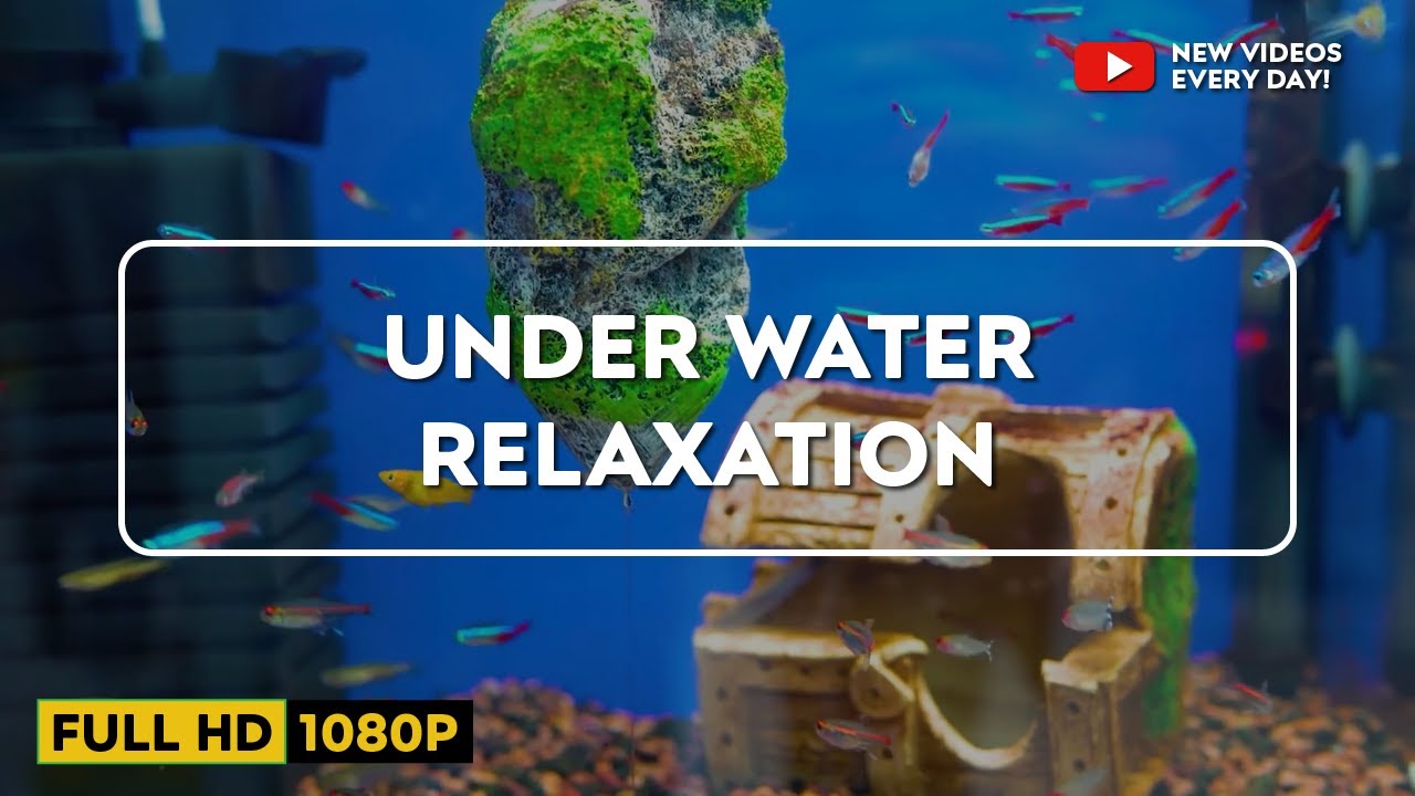 Beautiful ocean clown fish turtle aquarium - Relaxing and sleeping ...