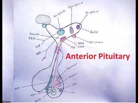 Anterior Pituitary Gland / Adenohypophysis - YouTube