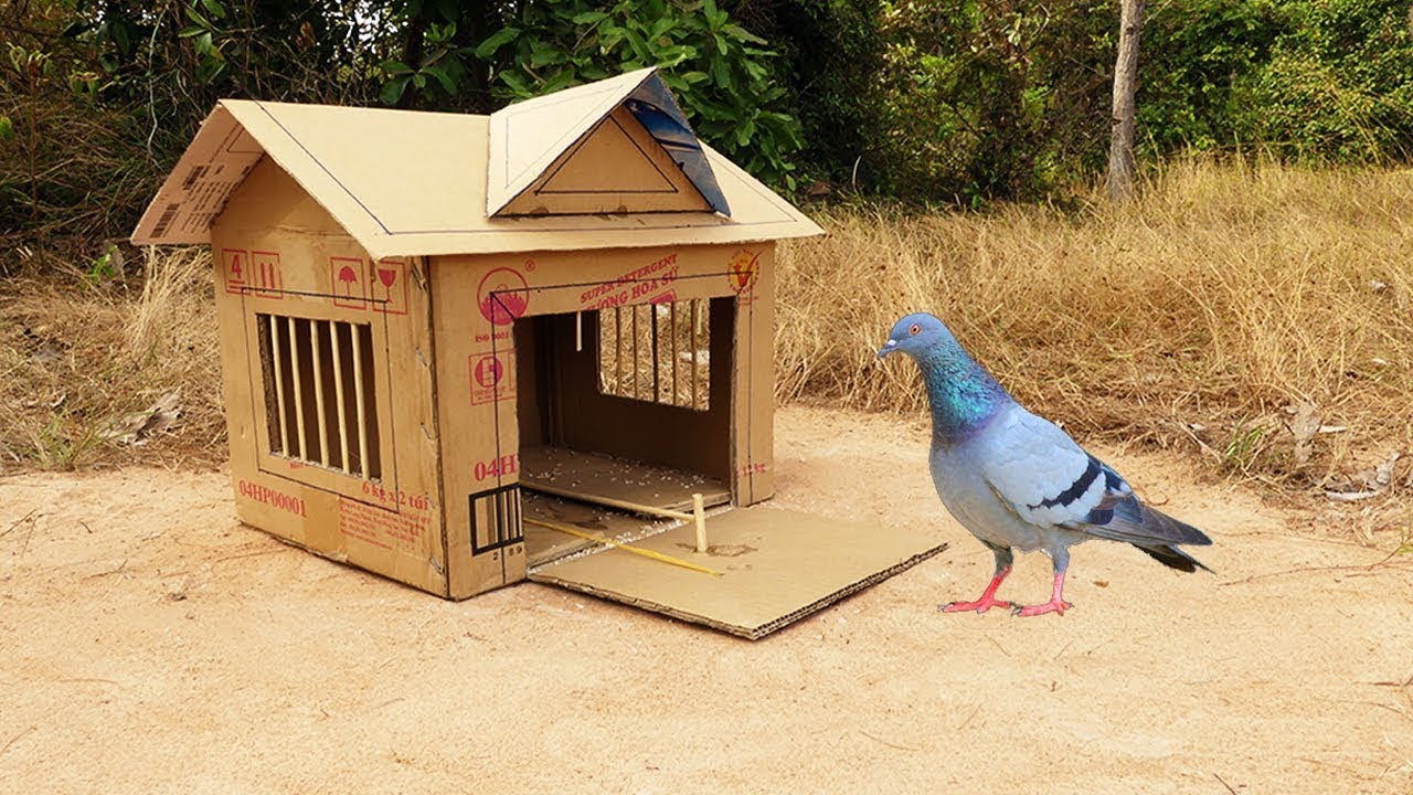 Skill Hack to Build the Best House Bird Trap Using Cardboard Box ...