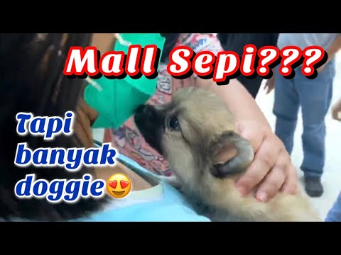 MALL SEPI? PSBB Ke 2, MAIN SAMA ANJING ANJING LUCU - YouTube