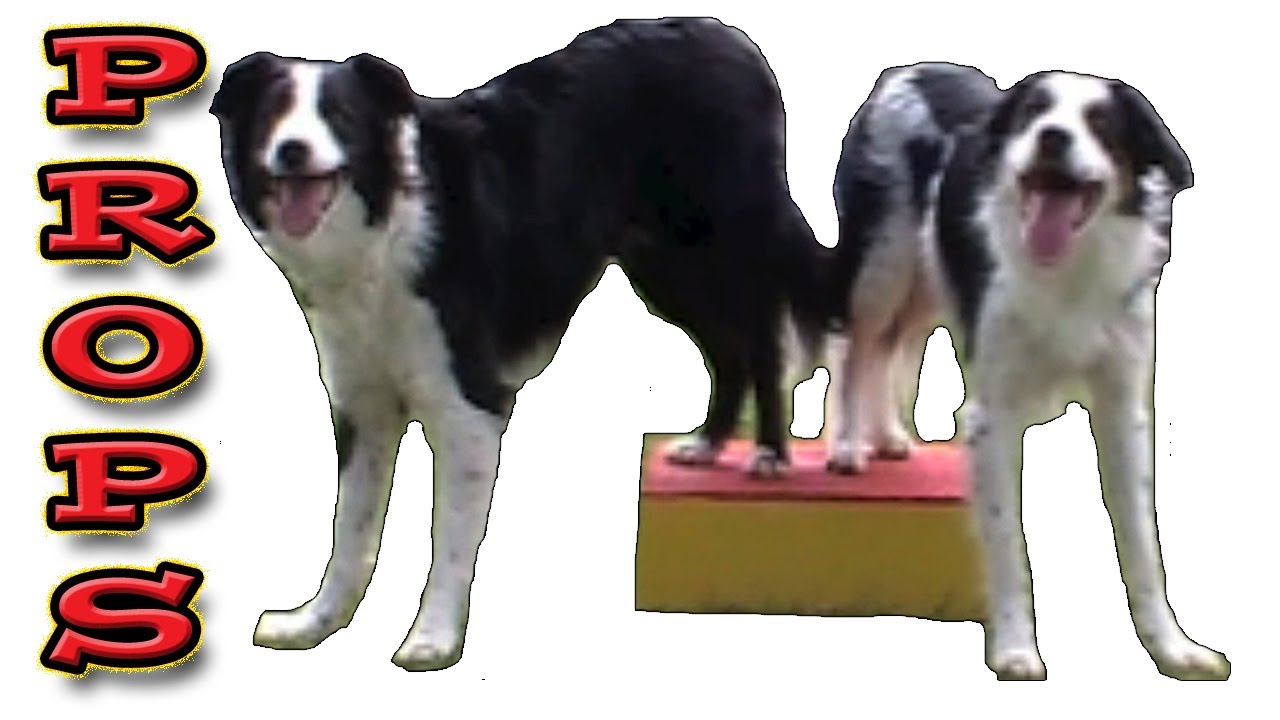 Canine Freestyle Prop - Practice training session - YouTube