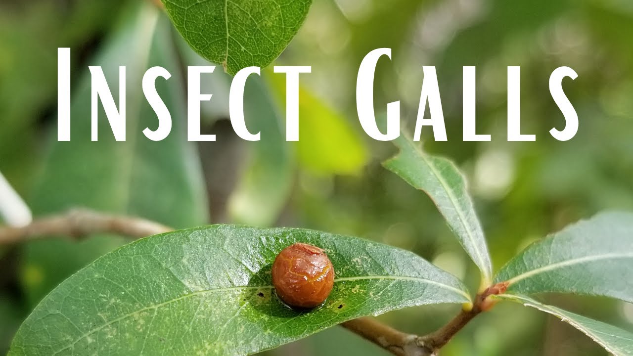 Insect Galls: Biology, Chemistry, and History - YouTube