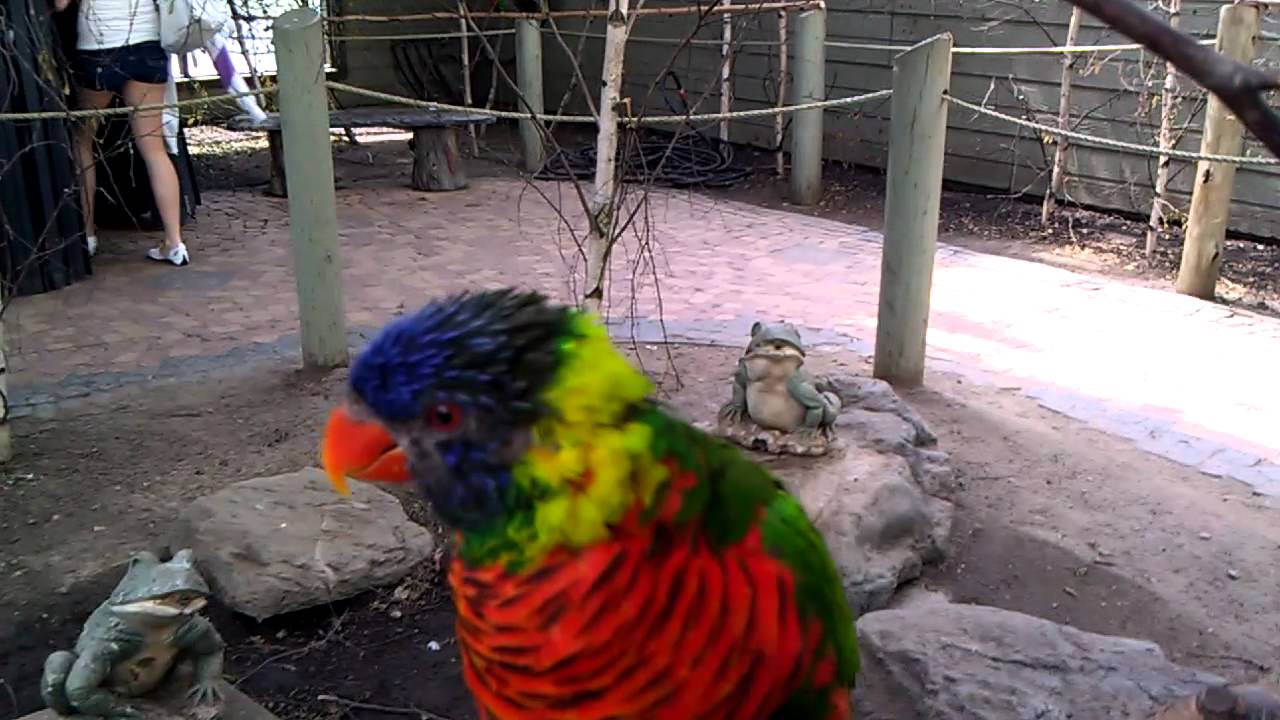 Volière des Loris [Zoo de Granby] - YouTube