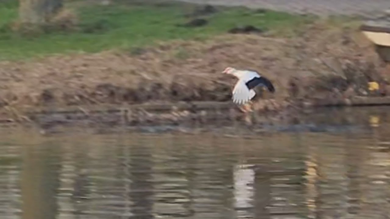 Flying muscovy duck - YouTube