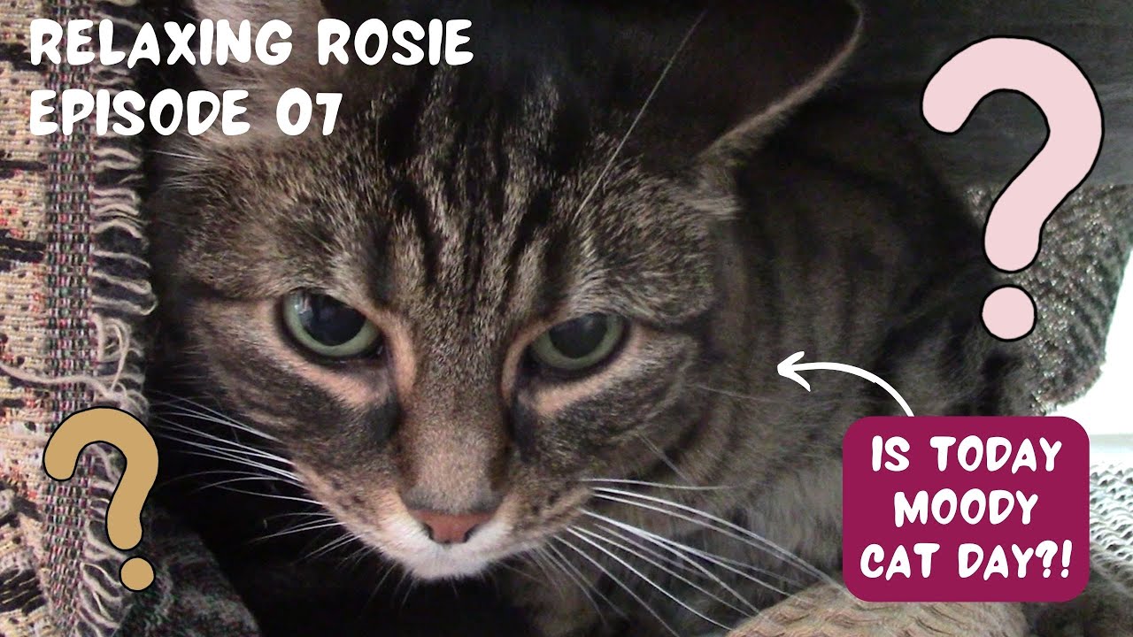 We have a VERY moody cat today! How we're dealing with a senior cat ...