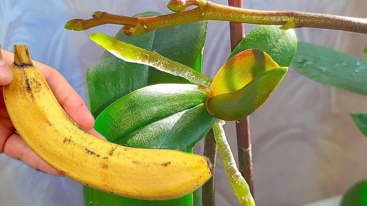 🔥🍌It's amazing! With only 1 fruit! Orchids quickly grow many seedlings ...