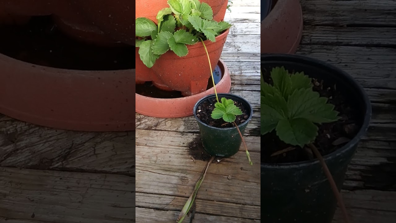 Cloning strawberries Wolfman farms garden tutorial - YouTube