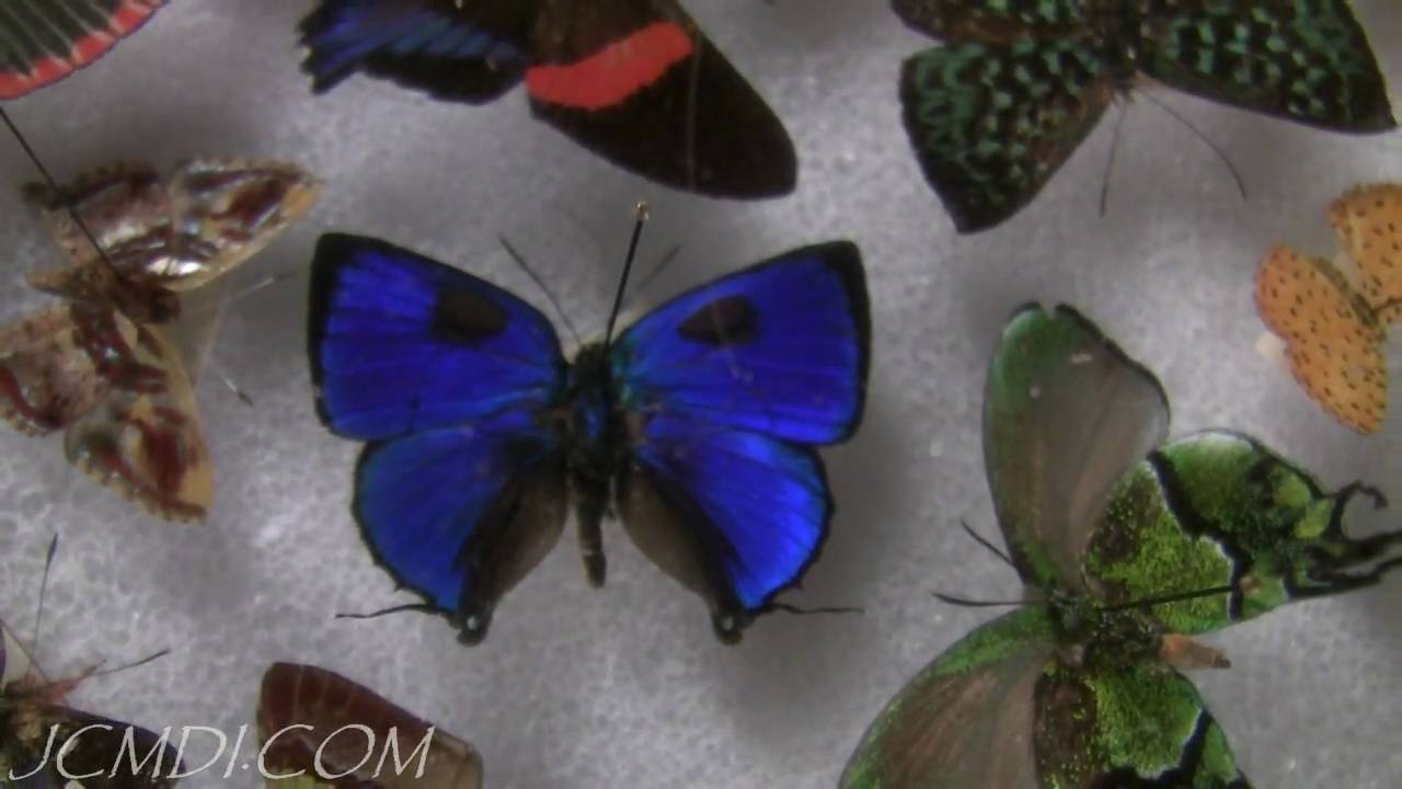 Small Colorful Butterflies 720pHD LANHM Insect Fair 2009 V05402 - YouTube