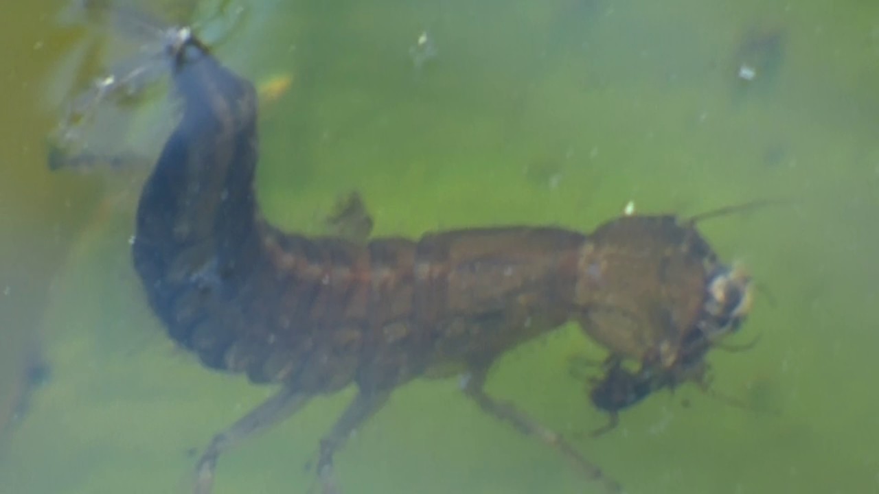 Great Diving Beetle Nymph !! RSPB Lakenheath :) - YouTube