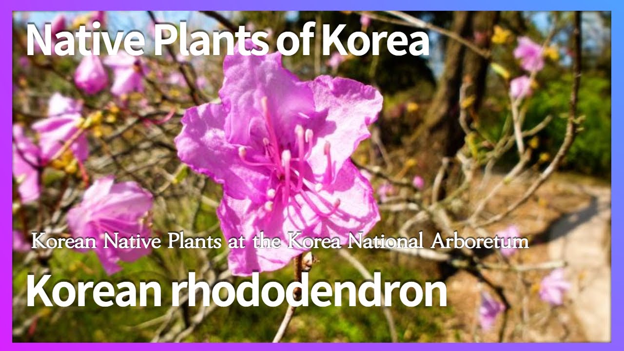 진달래 [Native Plants of Korea. 14] Korean rhododendron (English version ...
