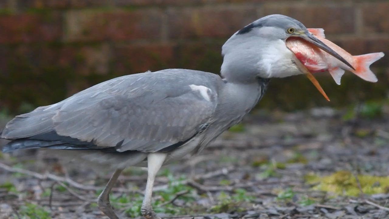 Hungry Heron Eats 20 Year Old Pet Fish - YouTube