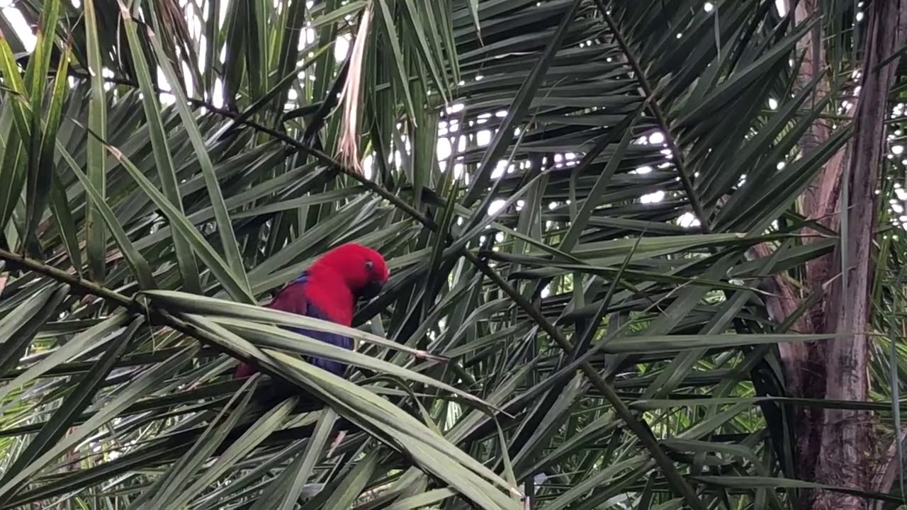 Eklektus různobarvý v Katandra Treetops, Loro Parque 2018 - YouTube