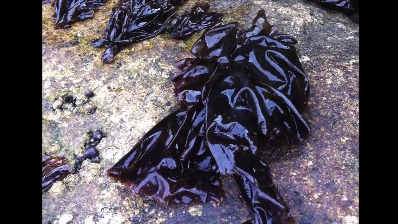 VI. Seaweed Culture in New England: Porphyra. Part 6 of 6. - YouTube