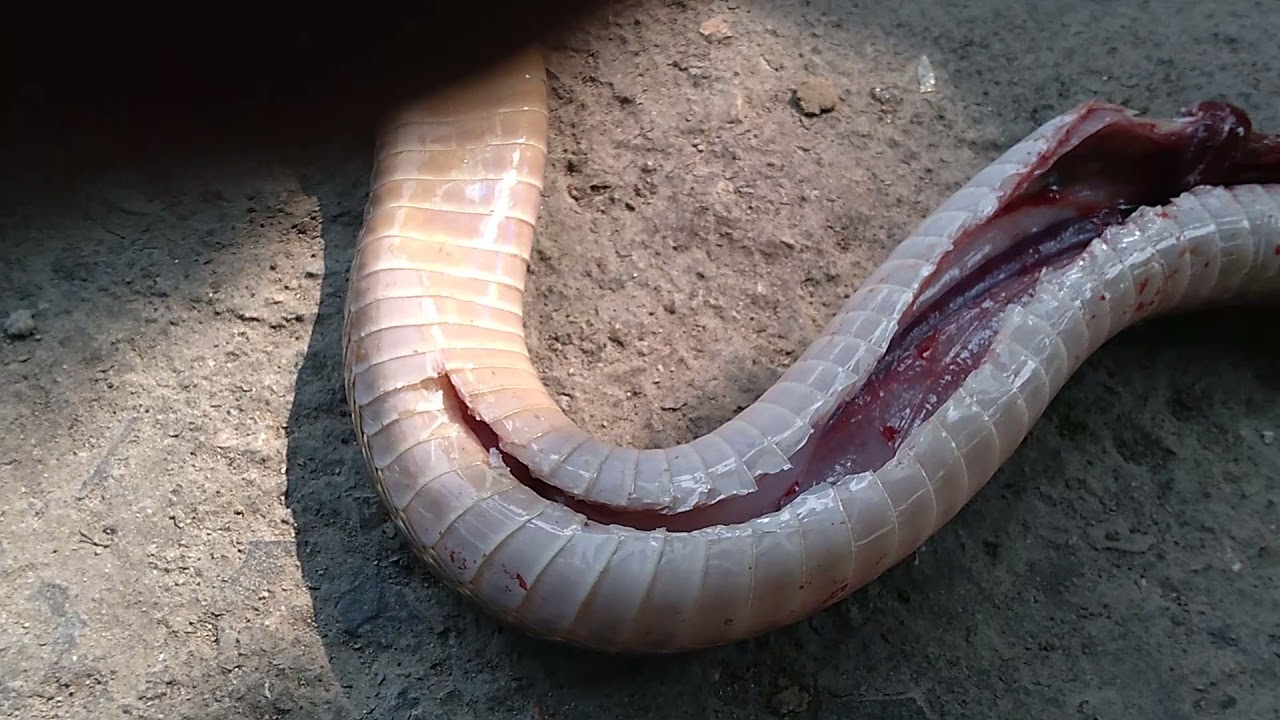 Aryan bing - YouTube