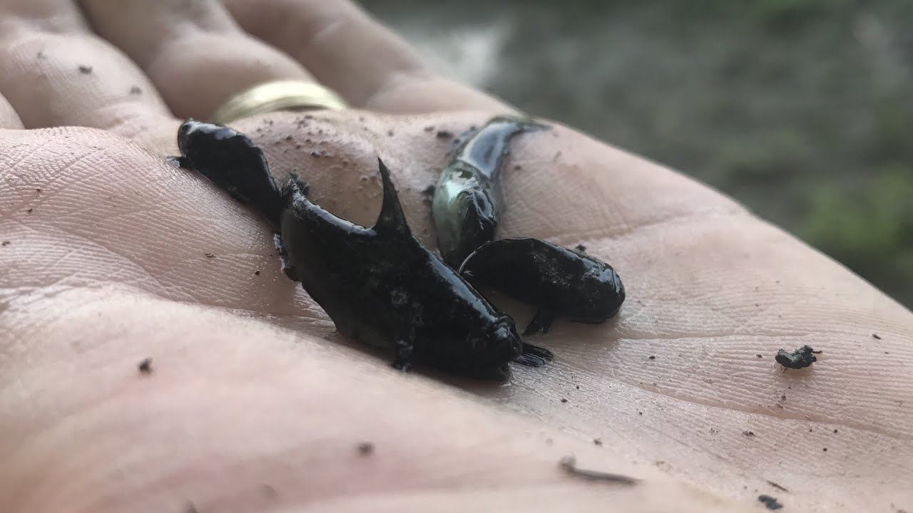 Swarm of baby catfish! - YouTube