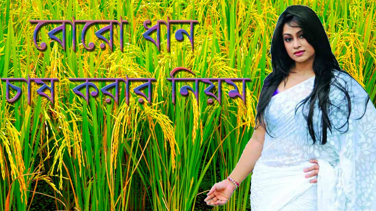 বোরো ধান কিভাবে চাষ করবেন ll How to cultivate boro rice ll boro dhan ll ...