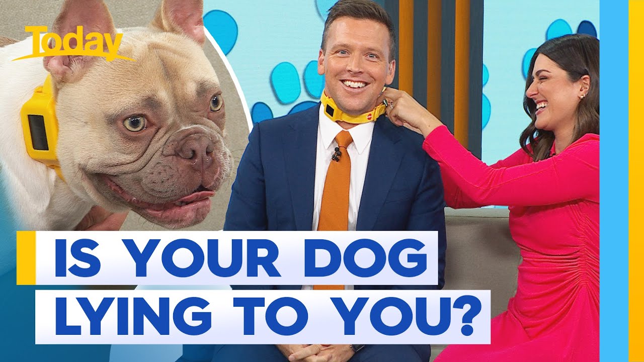 Is your dog a liar? This 'lie detector collar' could keep your pet ...