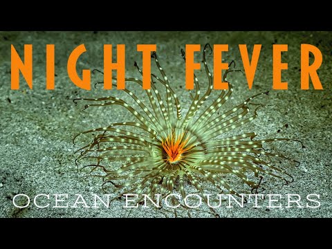 Night Fever - an Ocean Encounters special l 4K Underwater Video | fresh out of the Ocean