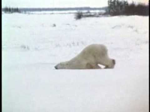 Tired ice bear/Wie man Morgens zur Arbeit geht - YouTube