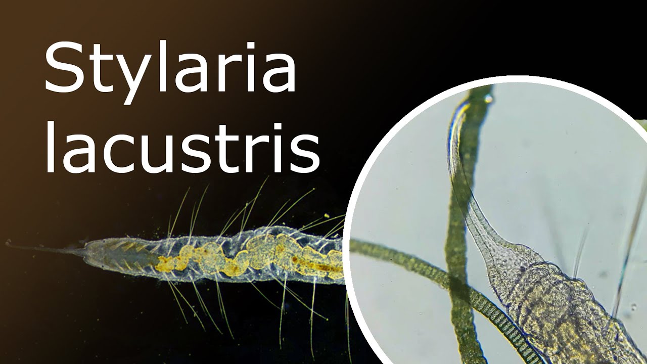 All About Stylaria Lacustris: Description and Habitat. Stylaria Under a ...