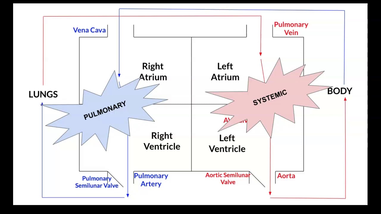 Blood Pressure, Pathways, and Vessels - YouTube