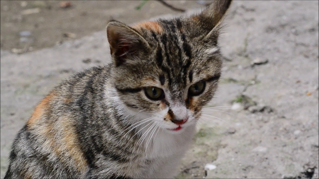 Poor Stray Cats Waiting For Food Every Morning - Hungry Cats - YouTube