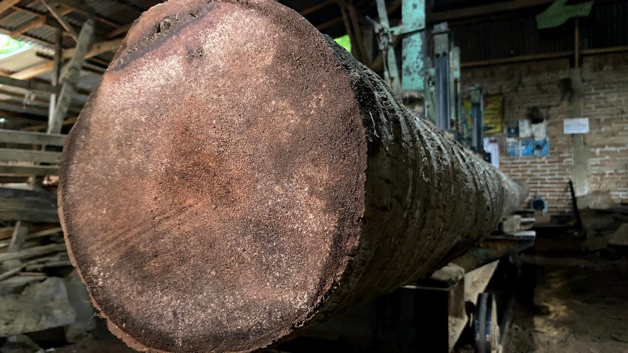 It is thought to be a myth"Coconut tree trunk 10 meters long made of ...