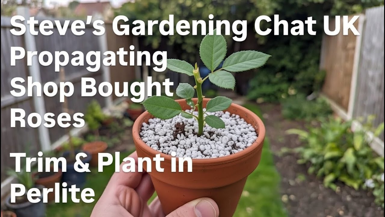 Propagating Shop-Bought Roses in Perlite | Gardening Chat UK - YouTube