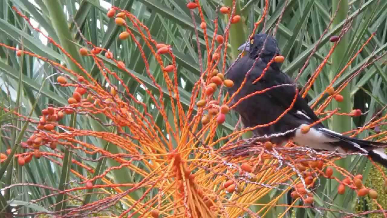 PHOENIX PALM WEED CONTROL - YouTube