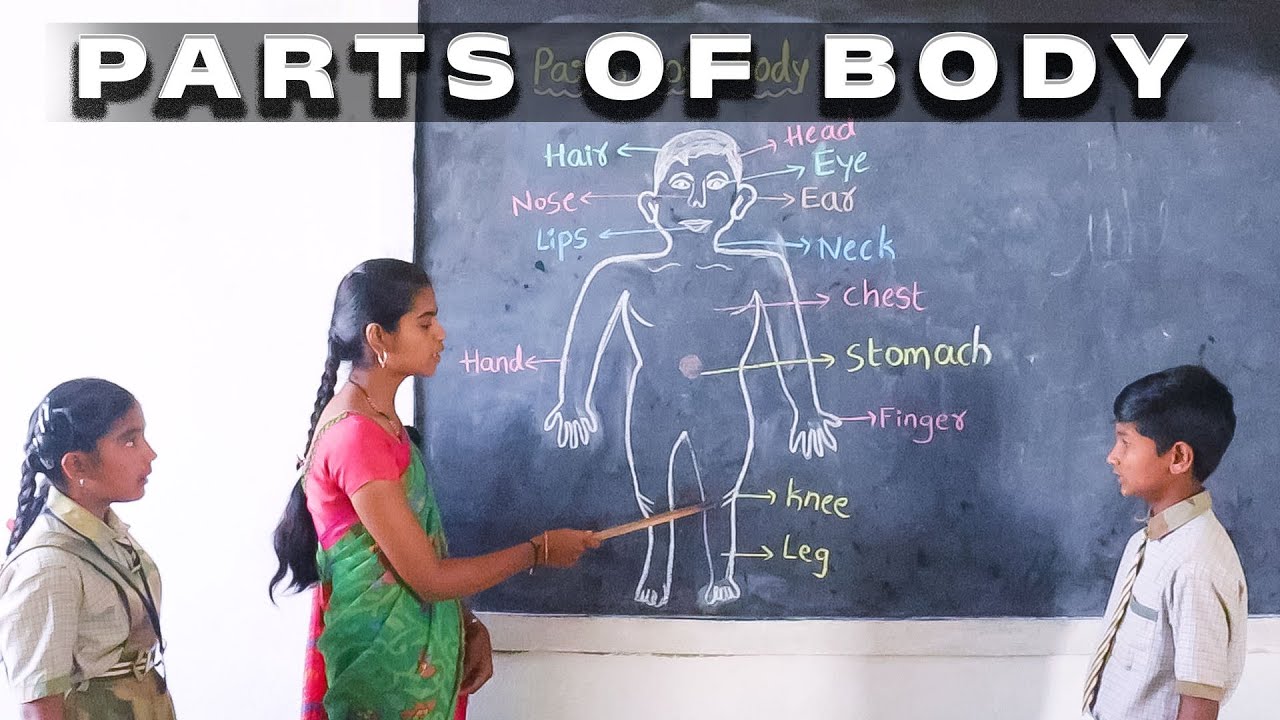 Parts Of The Body | Full Explanation with Activities | 5th Class - YouTube