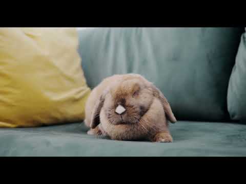 Relaxing 😌 #music #funny #rabbit #status #like #viral #crush #happy #bts