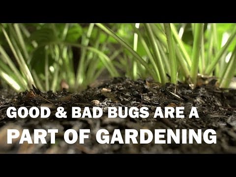 Dig It: Good Bugs vs. Bad Bugs in Gardening - YouTube