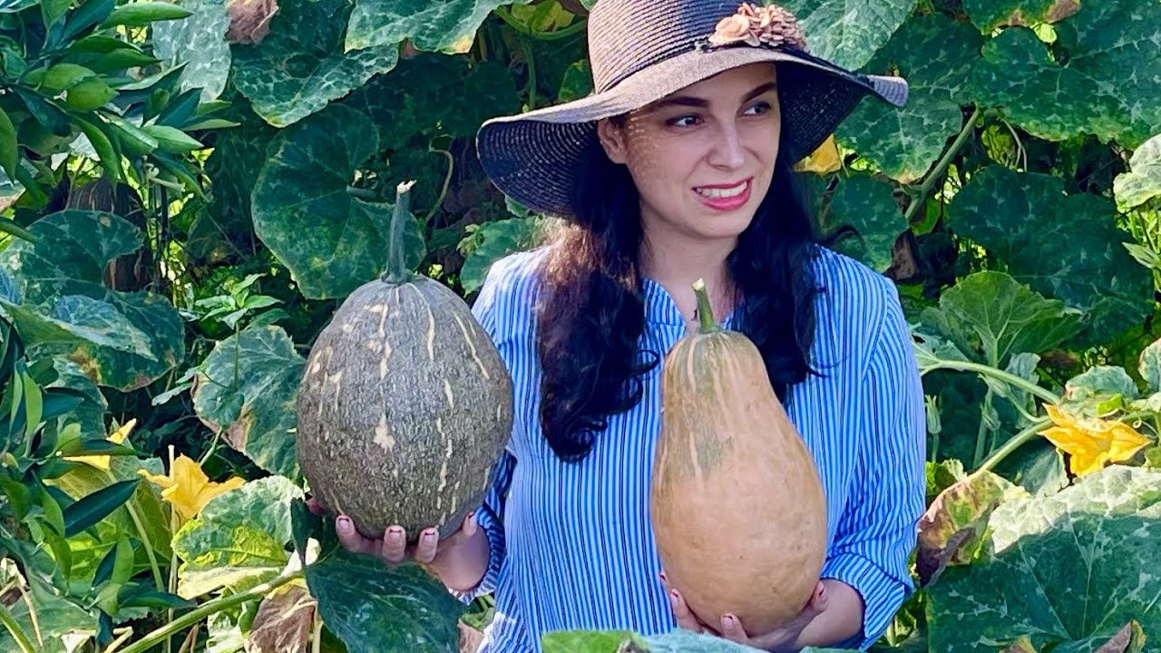 Ripe pumpkin!🎃 use them for pumpkin rice( kaei pela|mazandaran local ...