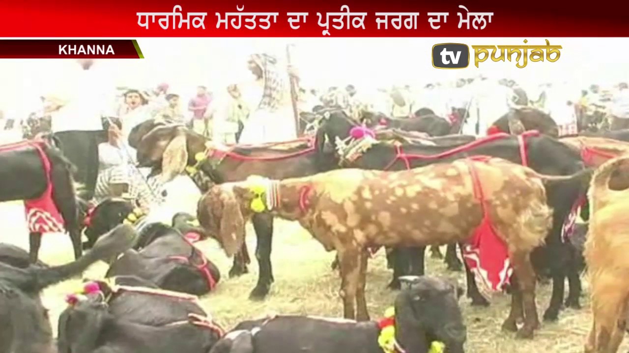 Mela Jarag Da: ਧਾਰਮਿਕ ਮਹੱਤਤਾ ਦੇ ਪ੍ਰਤੀਕ ਜਰਗ ਦੇ ਮੇਲੇ 'ਤੇ ਲੱਗੀਆਂ ਰੌਣਕਾਂ ...