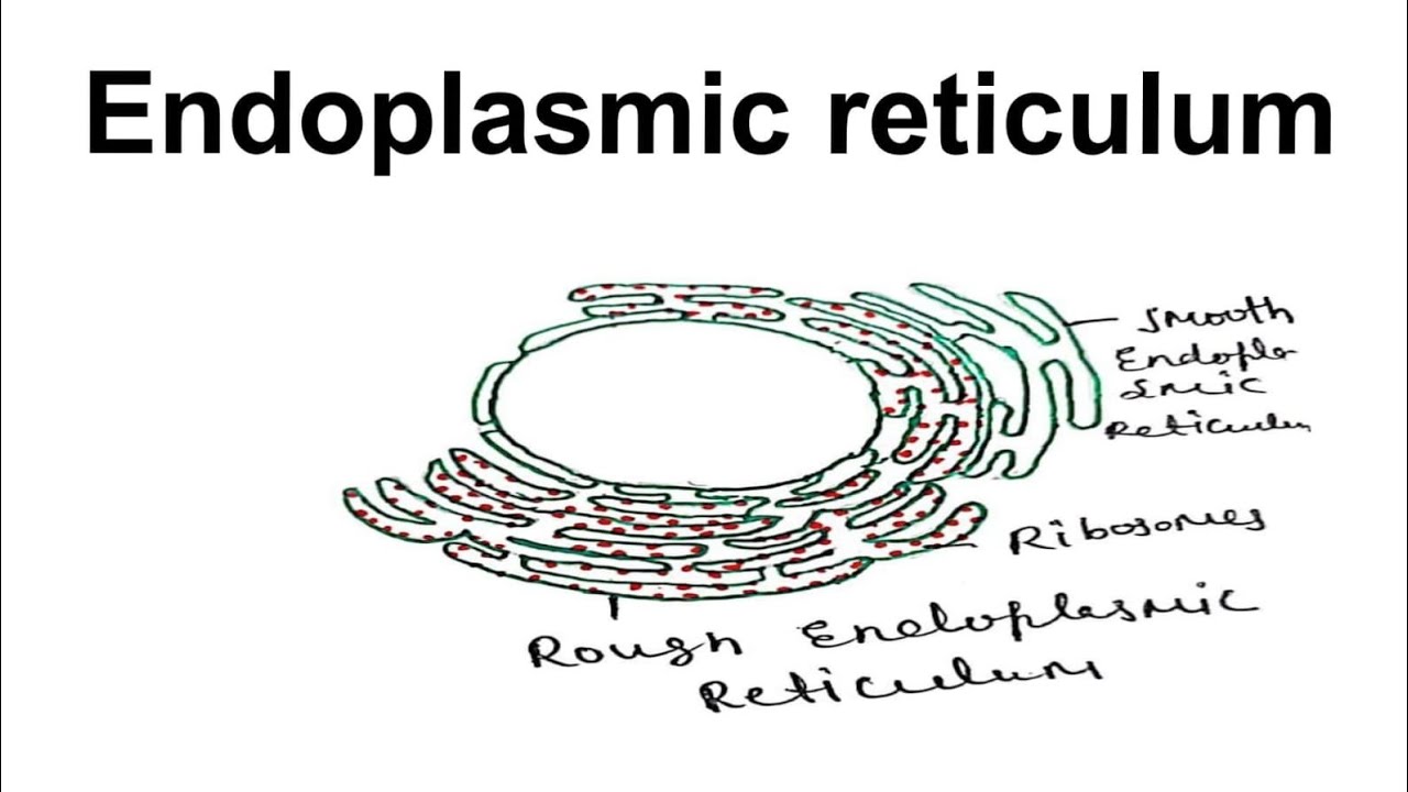 what is Endoplasmic reticulum | types of ER | structure of ER || - YouTube