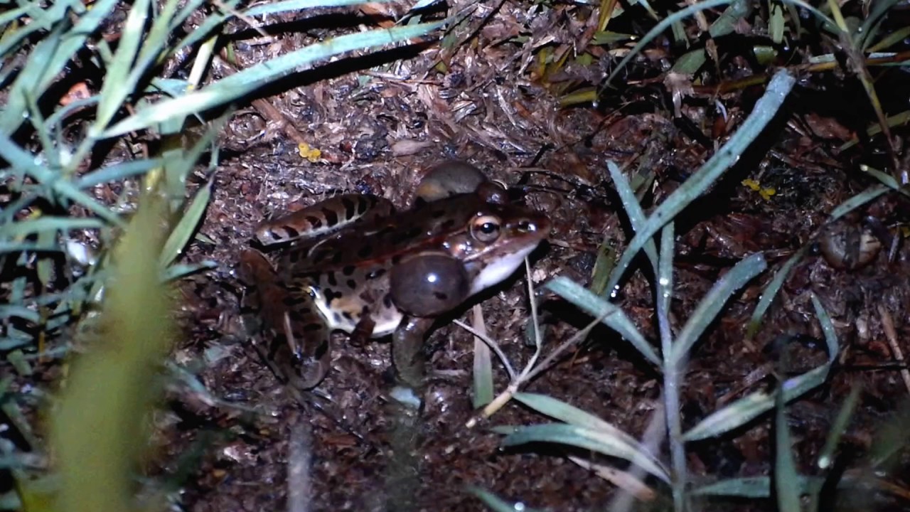 leopard frog calling 01 - YouTube