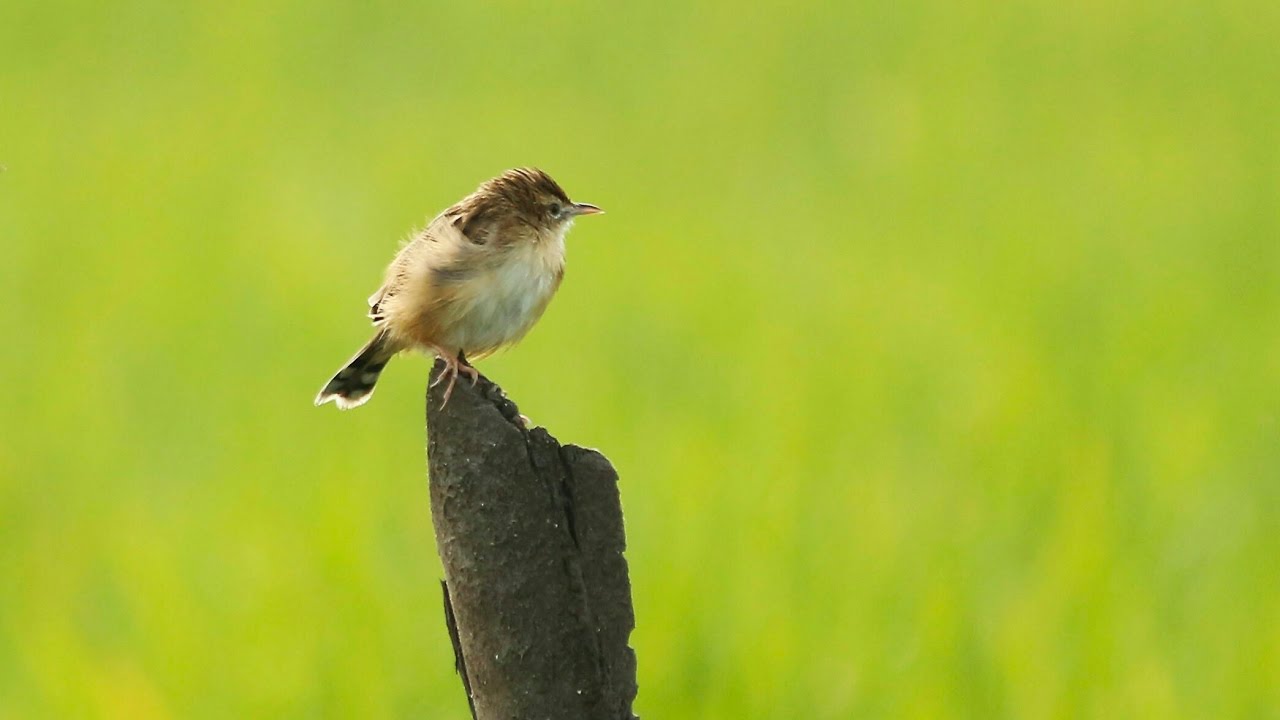 Beautiful Zitting Cisticola Bird - Canon 700D - YouTube