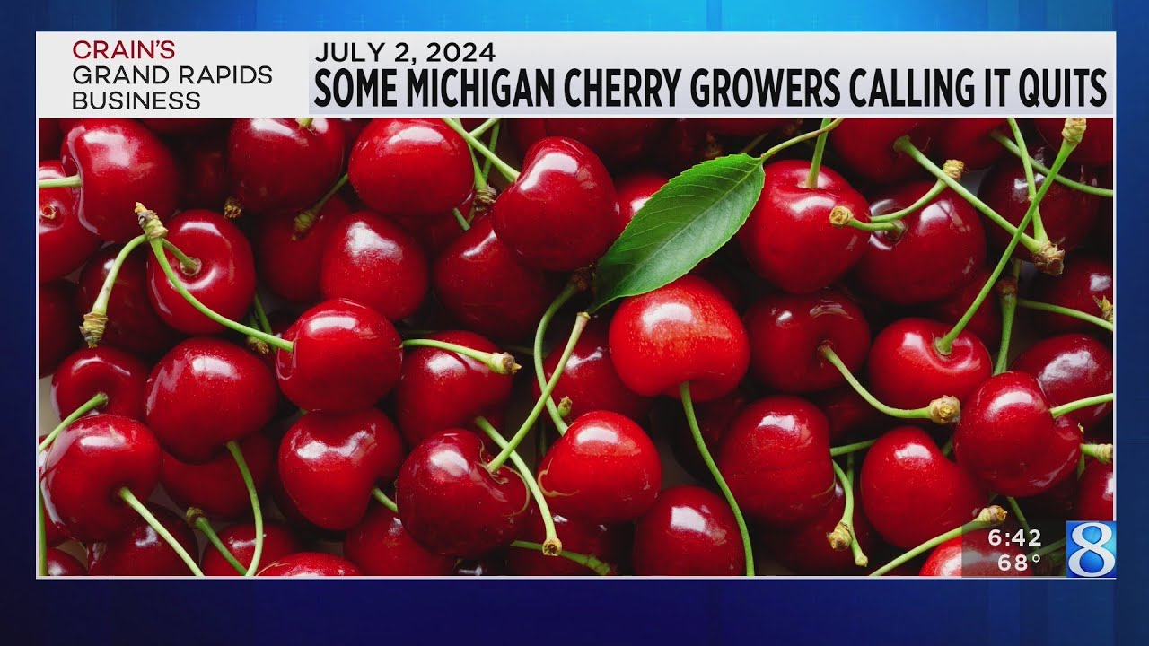 'Michigan cherry growers are destroying their crops as the market ...