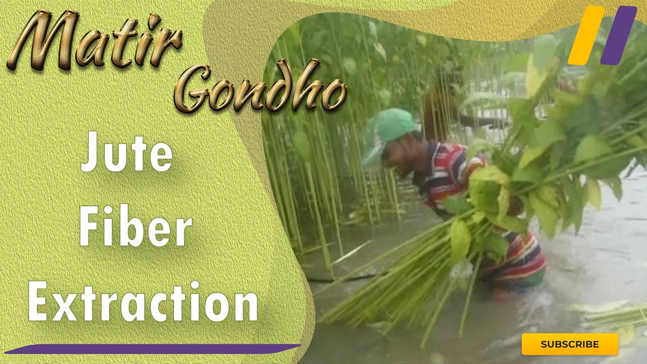 Jute Cultivation and fiber extraction process (Pat Jag dewa) - YouTube