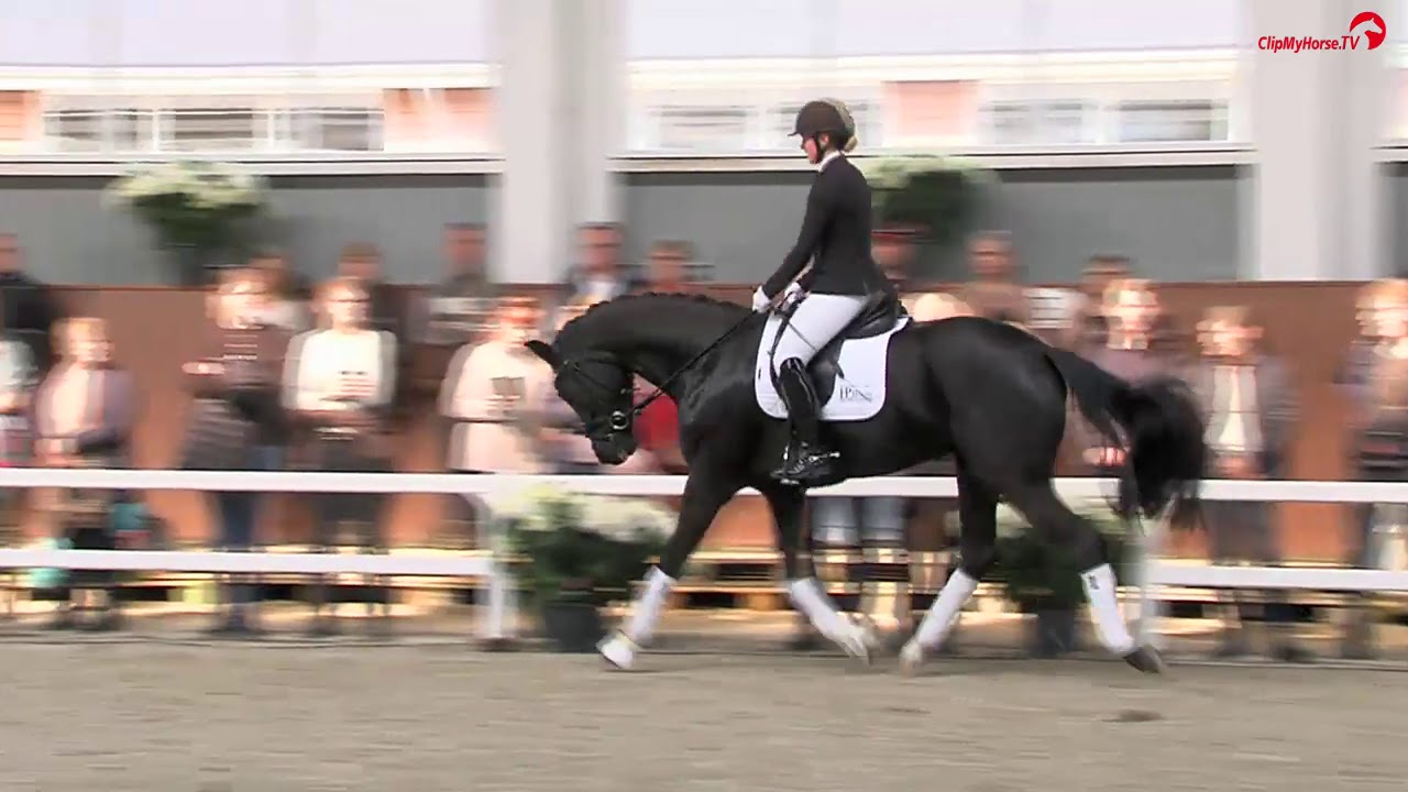 Best of Mount st John Furst Romancier x Bordeaux x Sir Donnerhall - YouTube