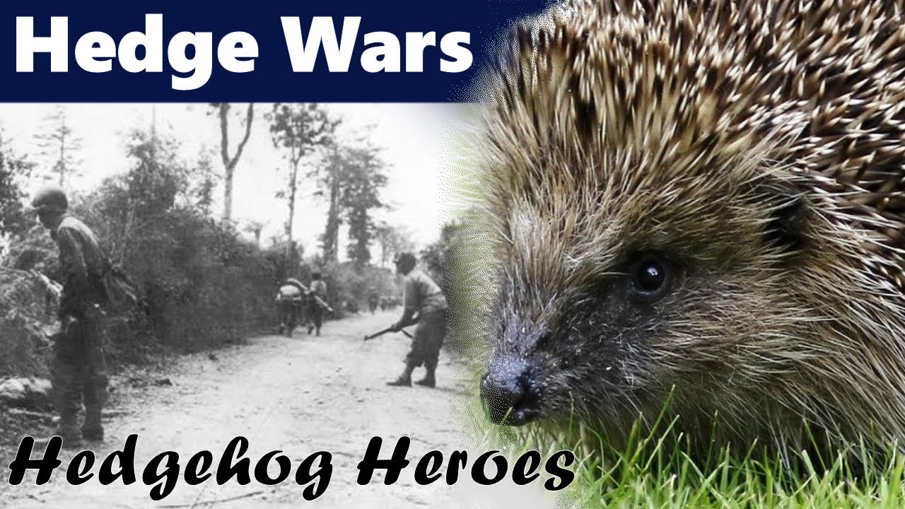 WW2 Hedgerow Warfare and Wildlife Bush Benefits - YouTube