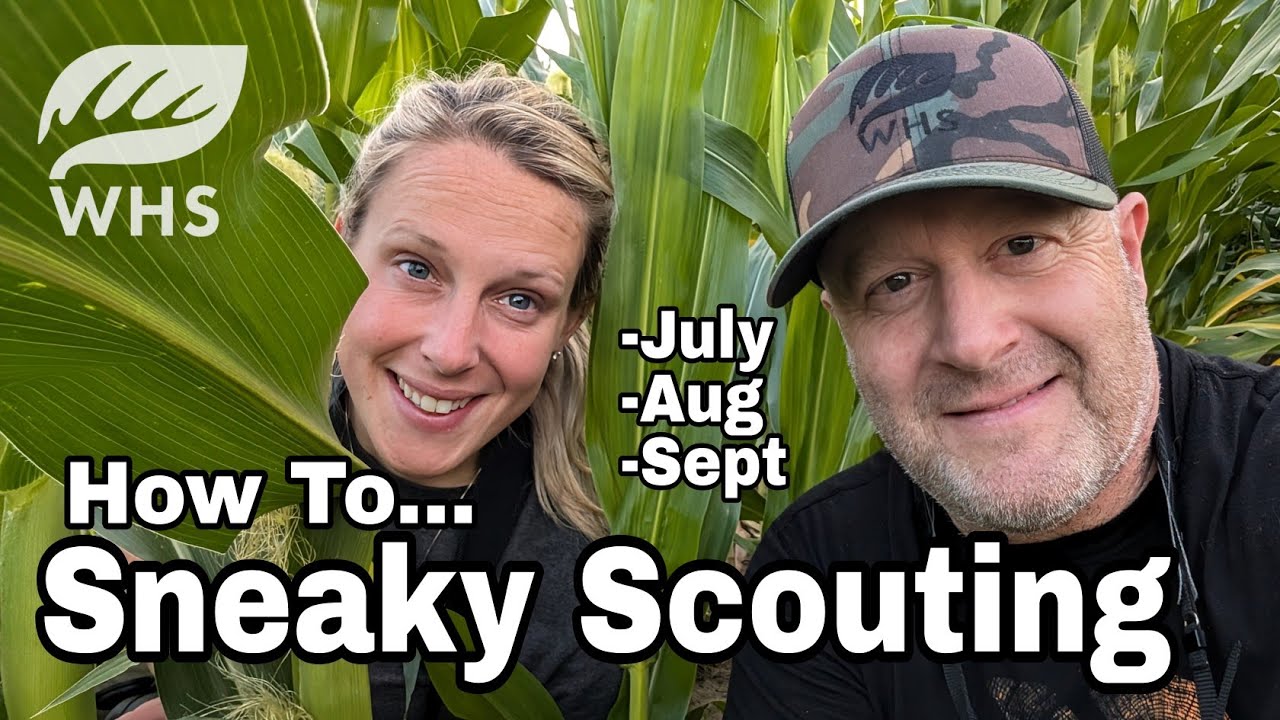 Sneaky Summer Scouting Setup Strategy - YouTube