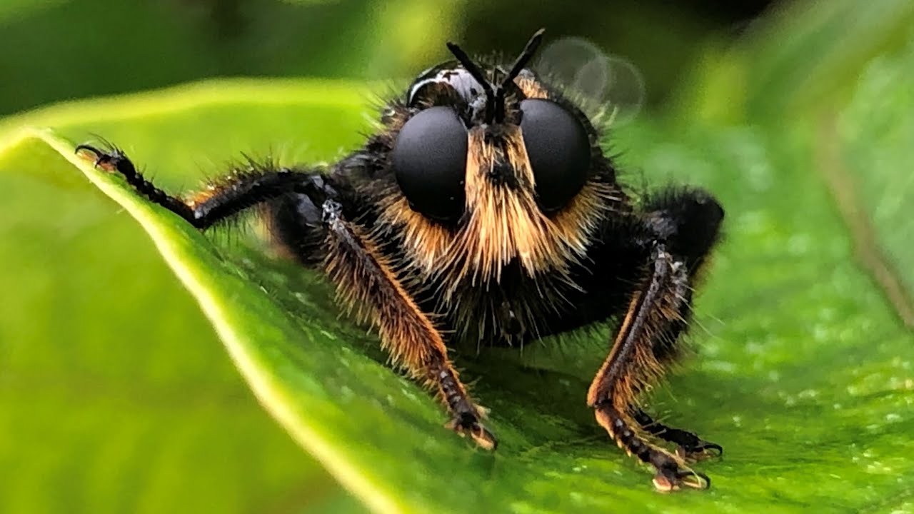 2021年7月2日 Insect - YouTube