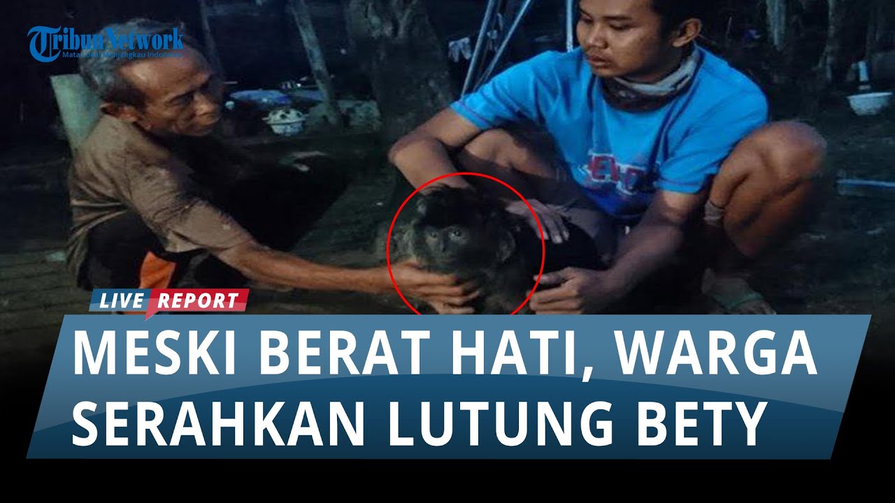 Meski Berat Hati, Namun Warga Tulungagung Akhirnya Rela Serahkan Lutung ...