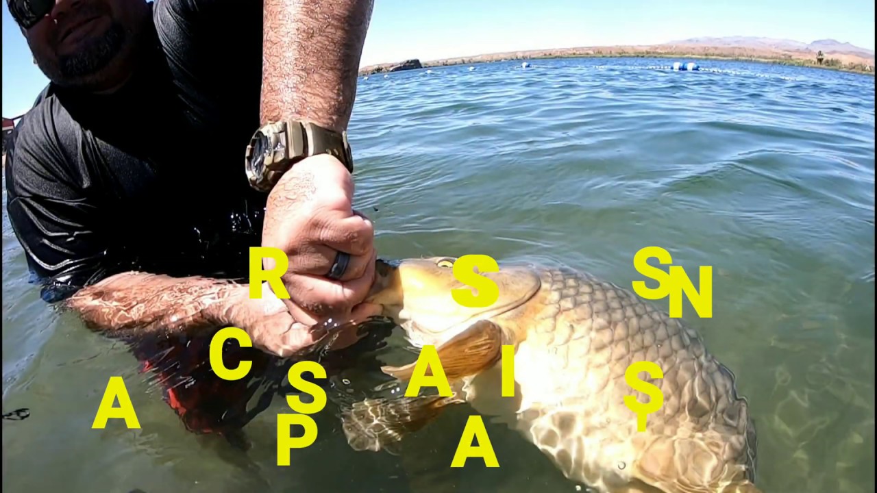 Carp fishing in Parker Arizona 2019 🐟🐟🐟🤙🤙 - YouTube