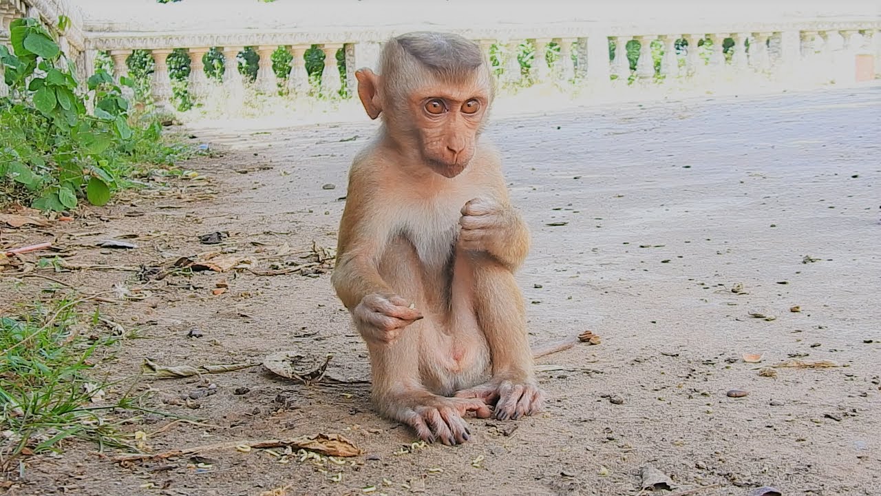 Rockstar sad face when Rozy mother is not with him - YouTube