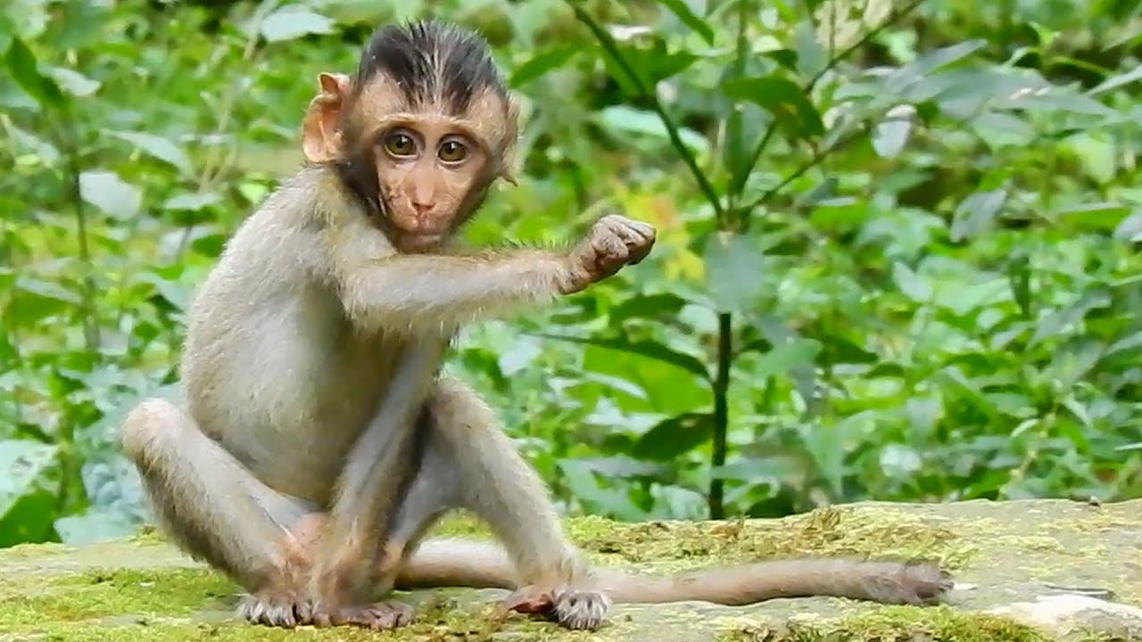 Abandoned monkey Rollo tries to call other member while he stays alone ...